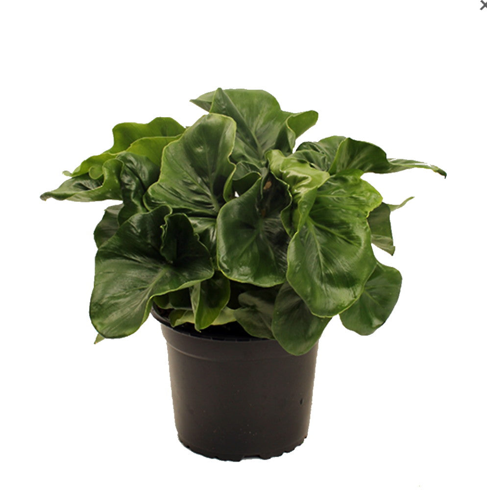 Philodendron 'Atom' – Jordan's Jungle