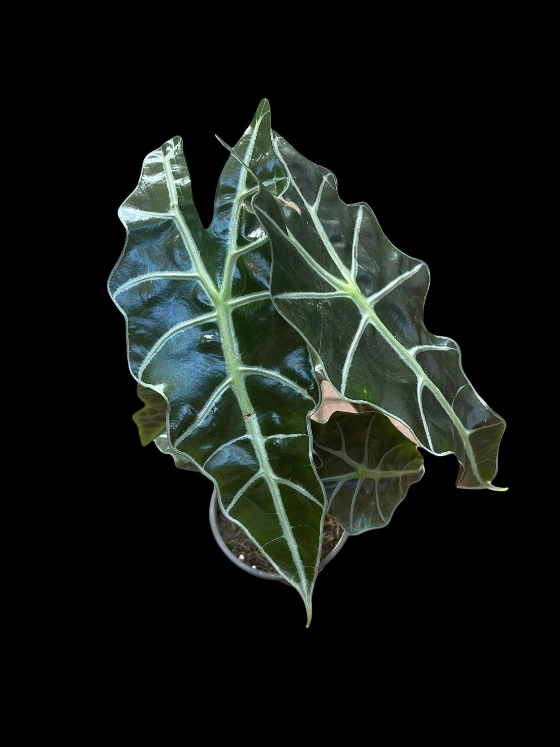 Alocasia 'Polly' – Jordan's Jungle